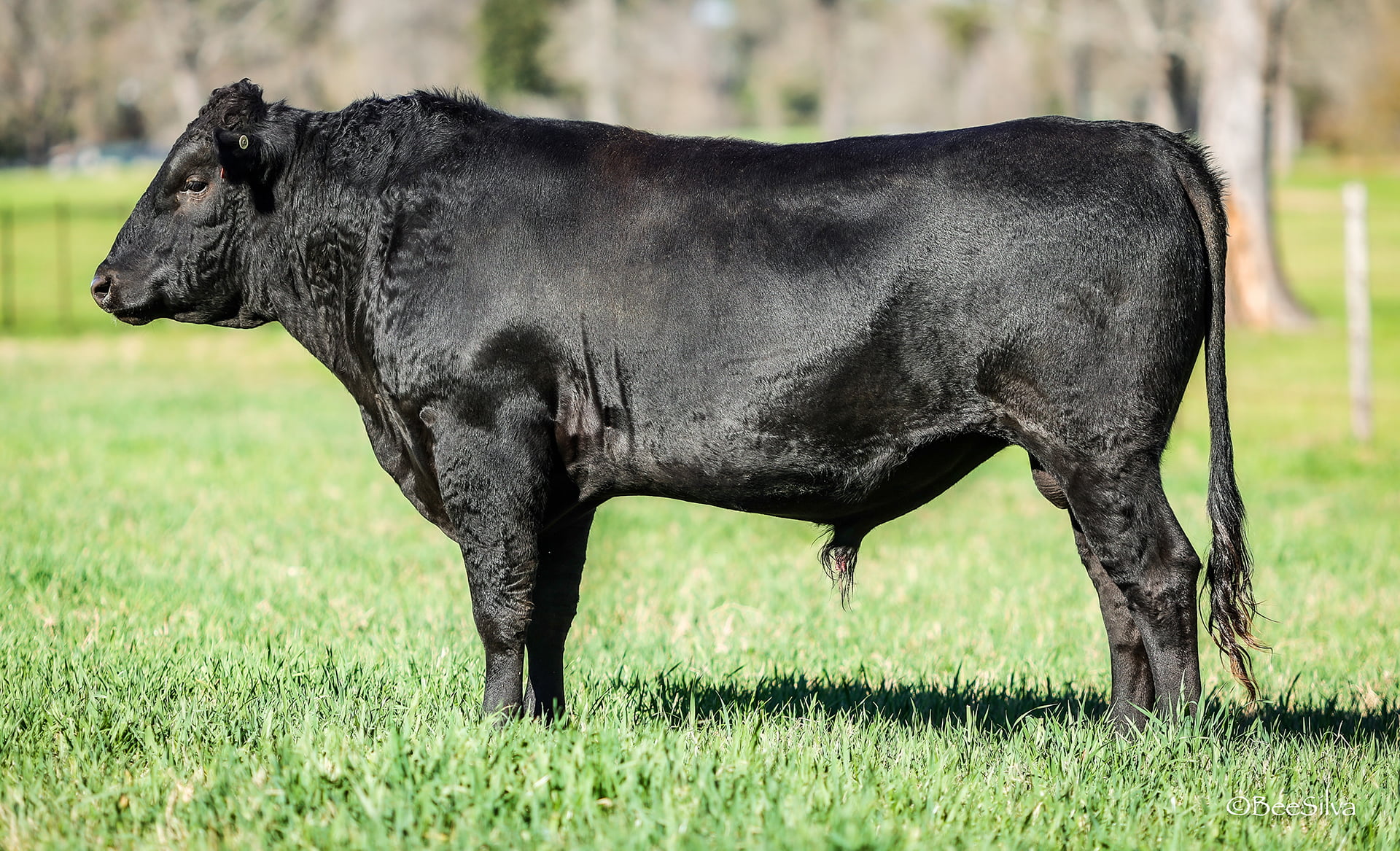 DL Texas Ranch | The Finest Registered Wagyu and Beefmaster Cattle
