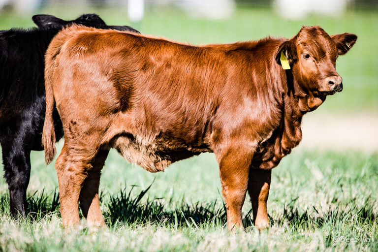 Beefmaster Genetic Inventory — DL Texas Ranch