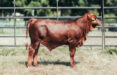 Beefmaster — DL Texas Ranch